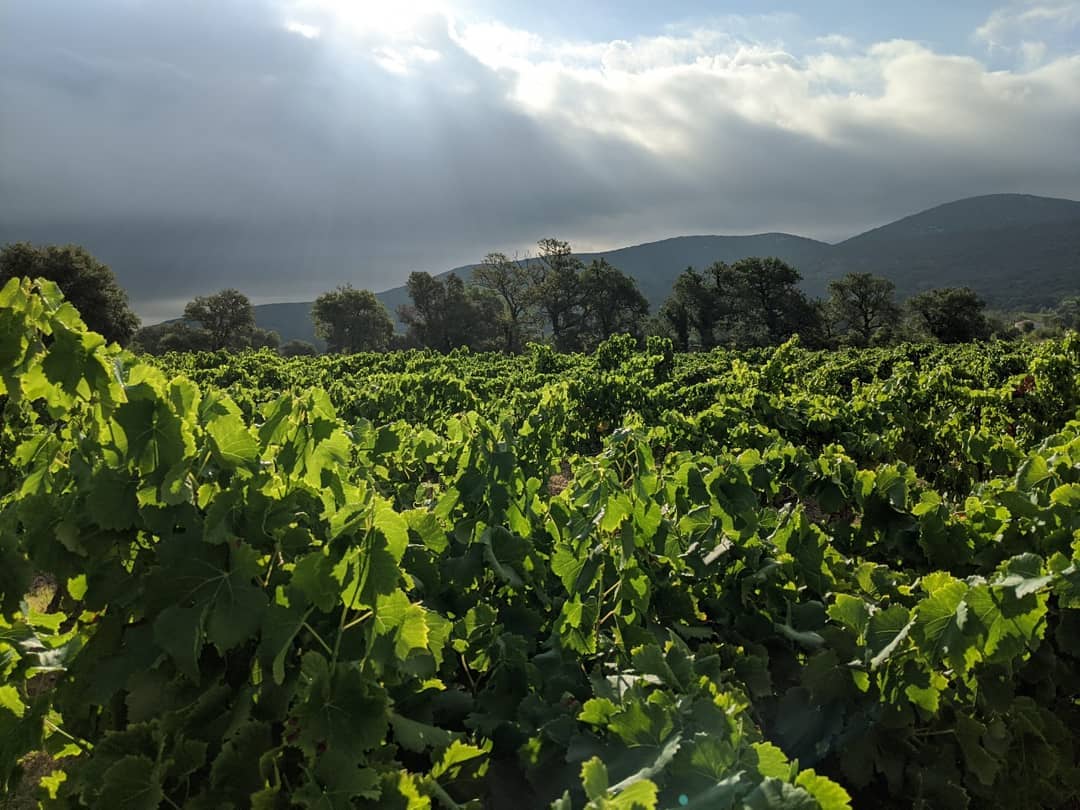 Terre des 2 Sources - Winery in Languedoc-Roussillon | Winetourism.com