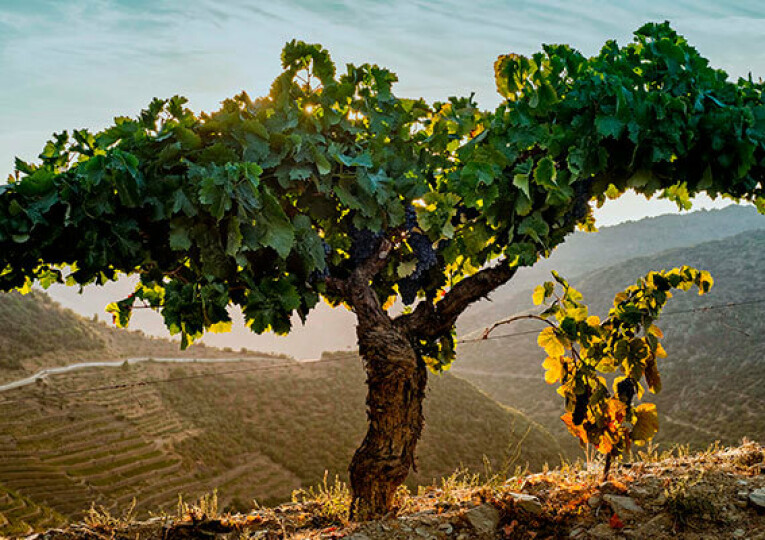 World of Wines (WOW) - Winery in Porto & Douro | Winetourism.com