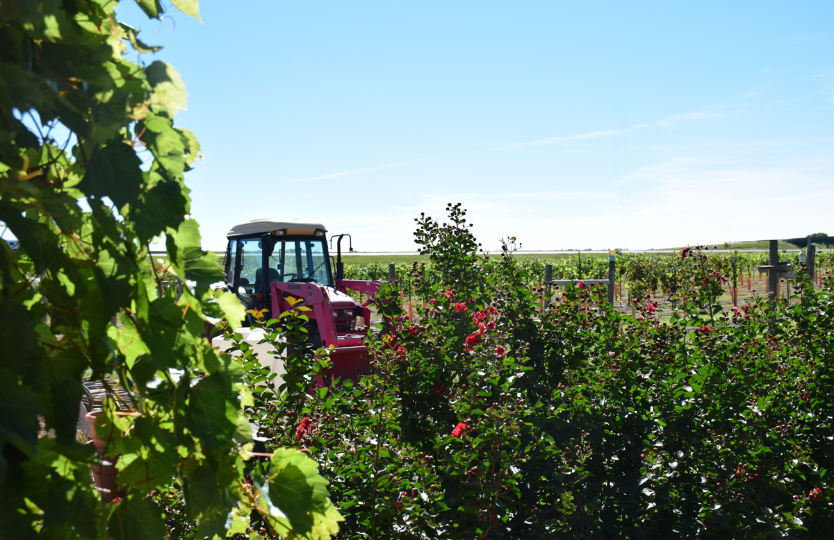 Wyldewood Cellars Winery - Winery in Kansas | Winetourism.com