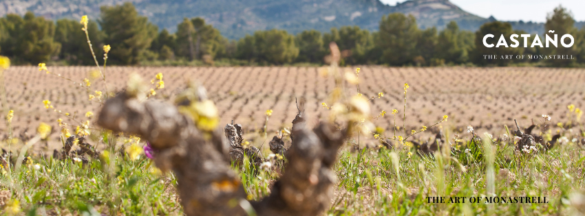 Bodegas Castaño - Winery in Murcia | Winetourism.com