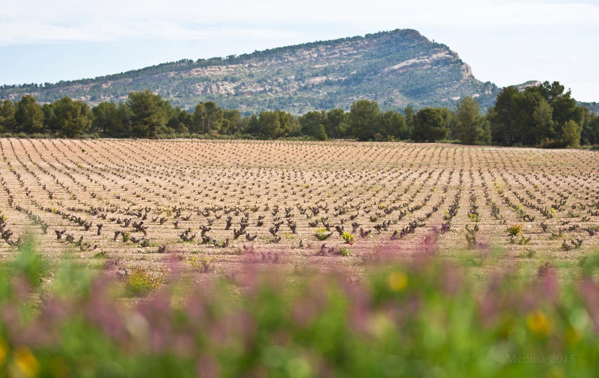 Bodegas Castaño - Winery in Murcia | Winetourism.com