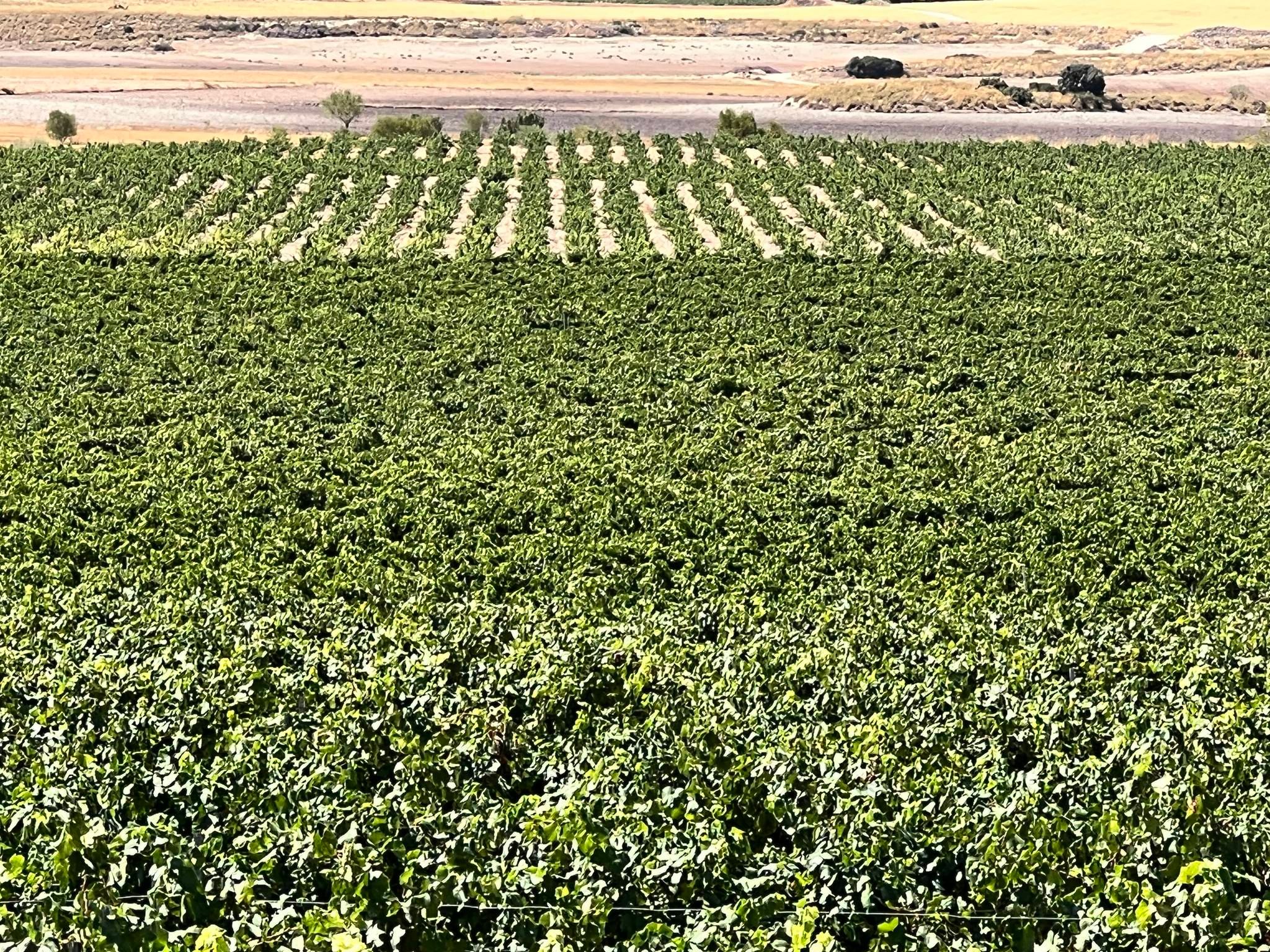 Bodegas Castaño - Winery in Murcia | Winetourism.com