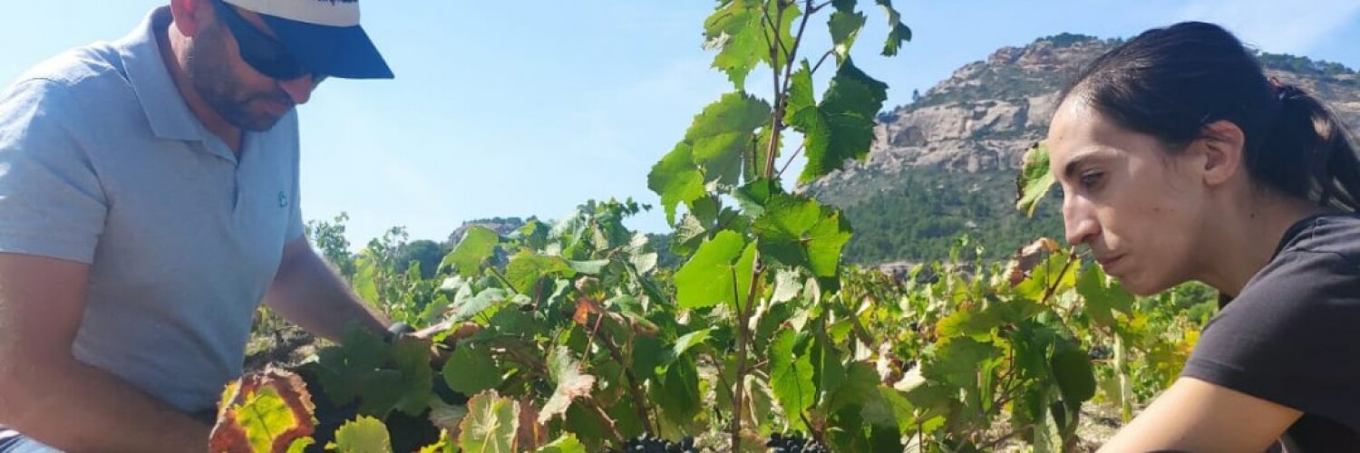 Bodegas Castaño - Winery in Murcia | Winetourism.com