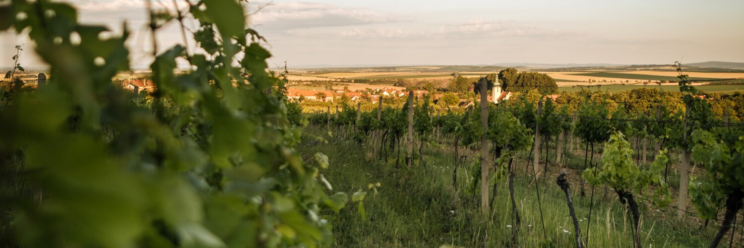 Dobrá Vinice - Winery in Moravia | Winetourism.com
