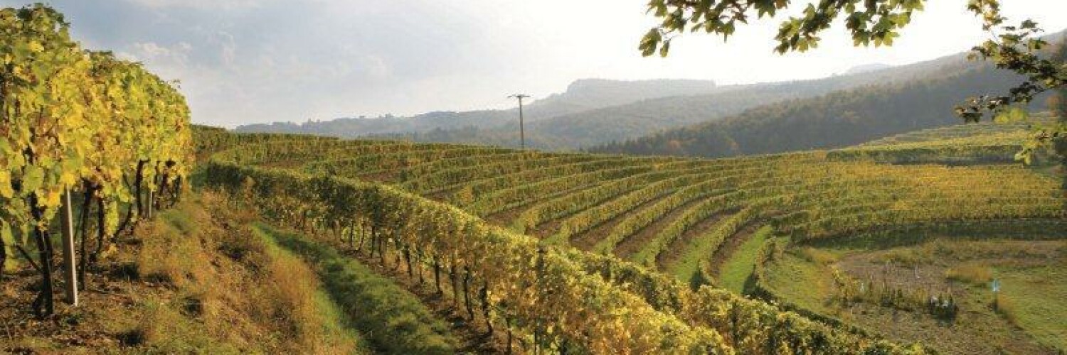 Ptujska klet / Pullus Wines - Winery in Podravska | Winetourism.com