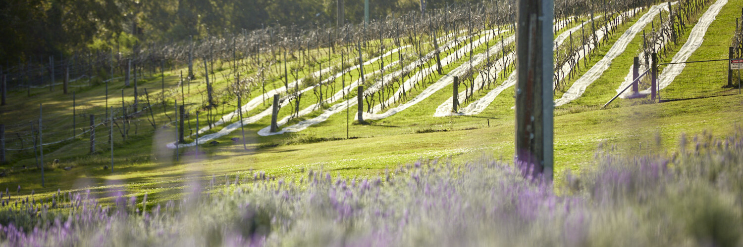 Sirromet - Winery in Queensland | Winetourism.com