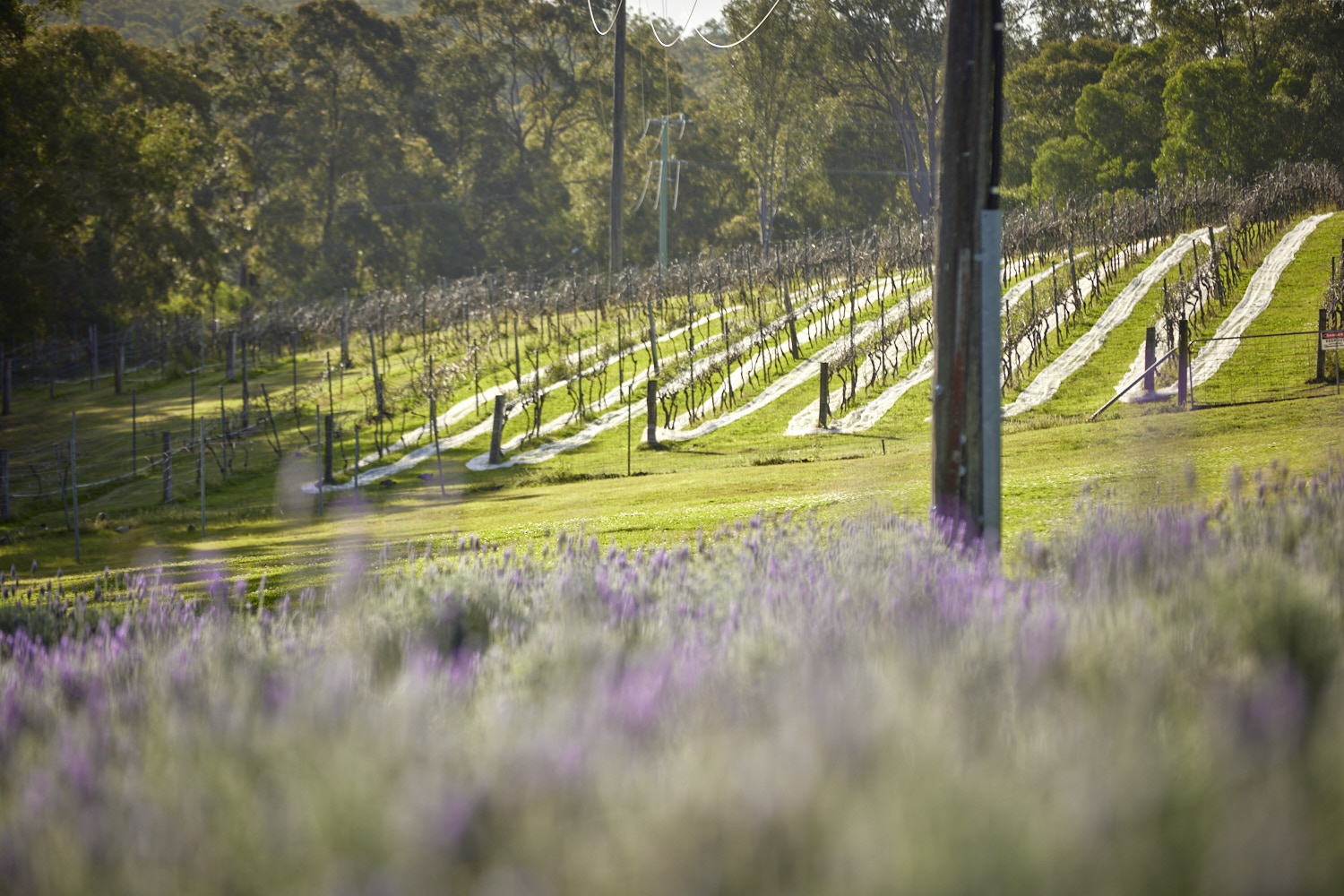 Sirromet - Winery in Queensland | Winetourism.com