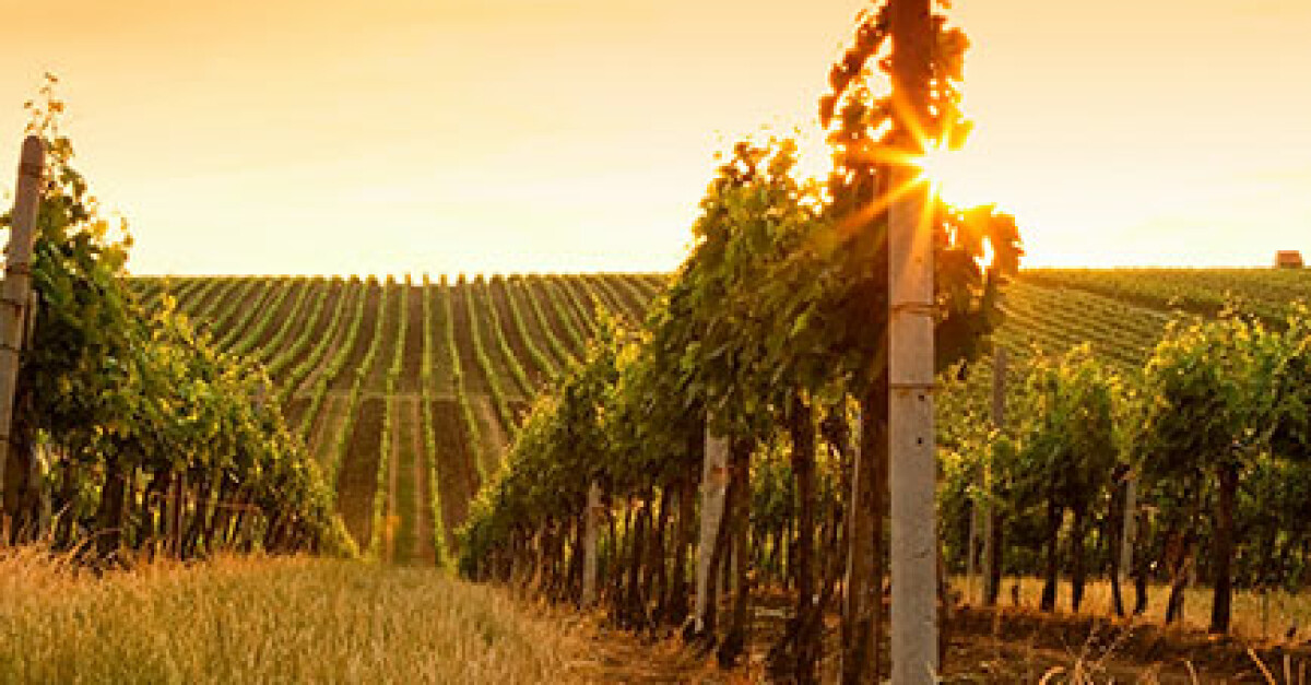 Mirko - Local wine Guide in Tuscany | WineTourism.com