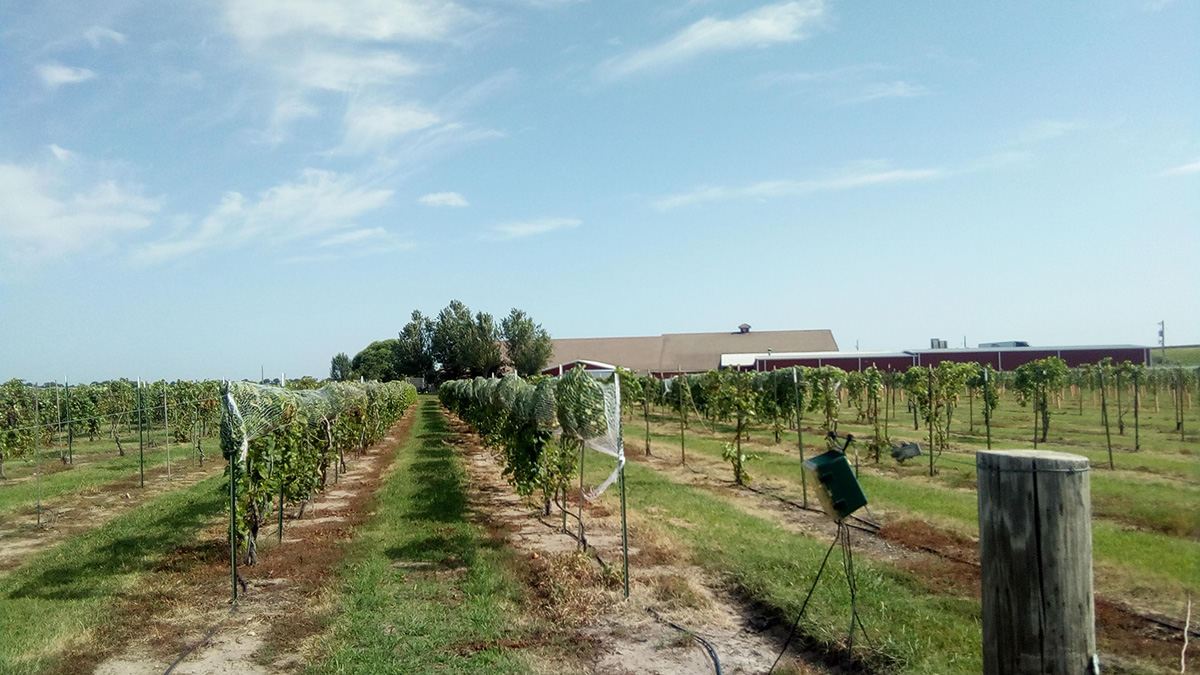 Wyldewood Cellars Winery - Winery in Kansas | Winetourism.com