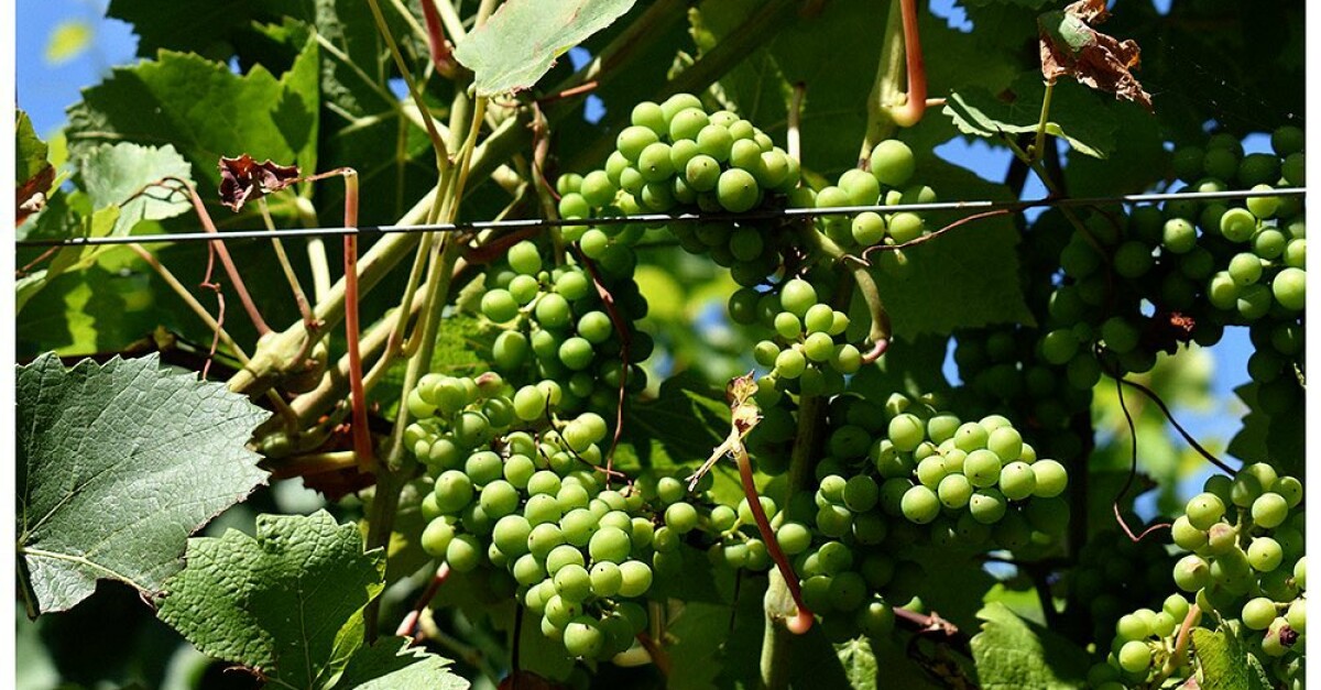 Westwell Wine Estates - Winery in South East England | Winetourism.com