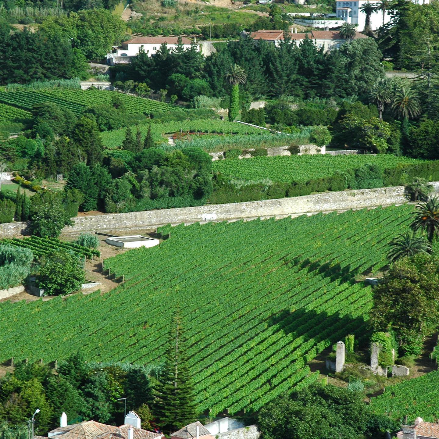 Casal Sta. Maria - Winery in Lisbon Wine Region | Winetourism.com