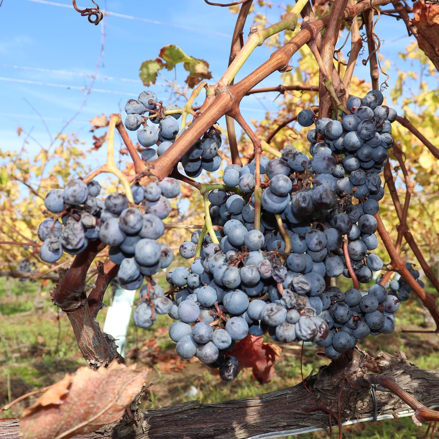 Casal Sta. Maria - Winery in Lisbon Wine Region | Winetourism.com