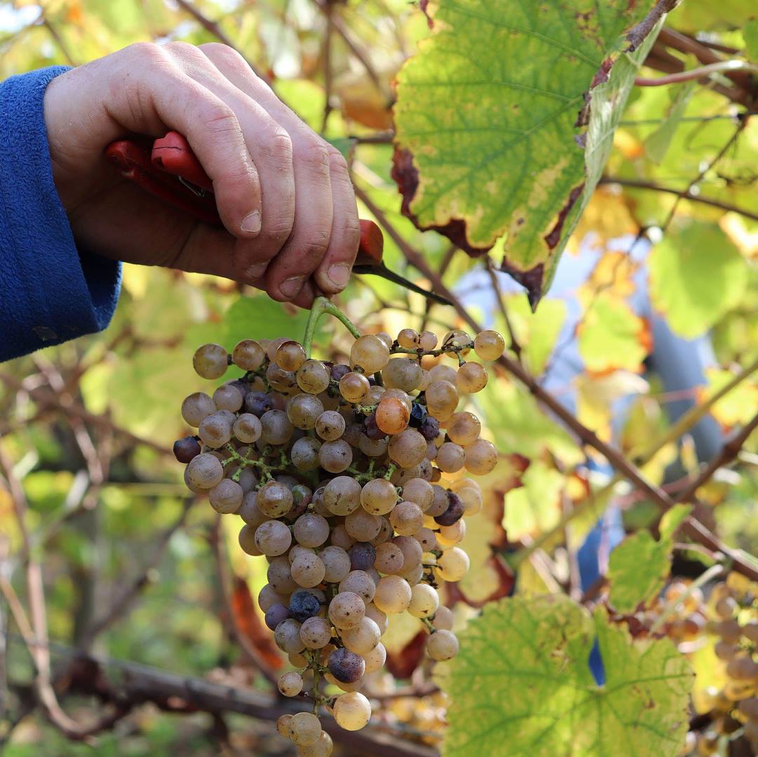 Casal Sta. Maria - Winery in Lisbon Wine Region | Winetourism.com