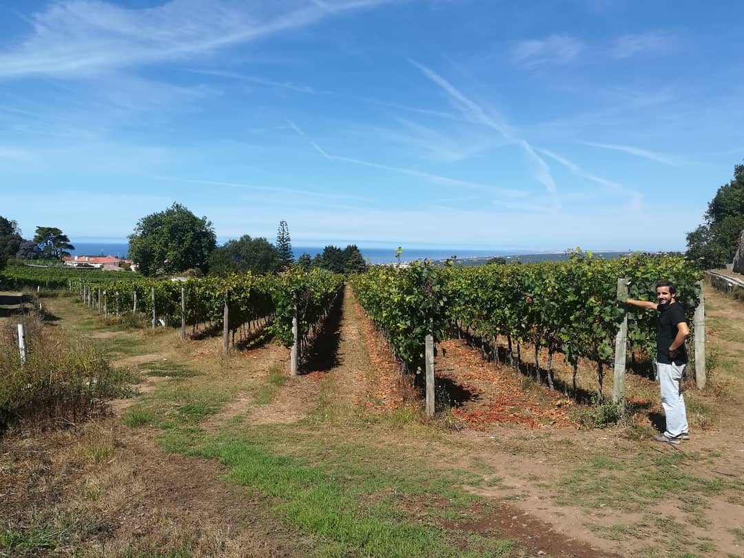 Casal Sta. Maria - Winery in Lisbon Wine Region | Winetourism.com