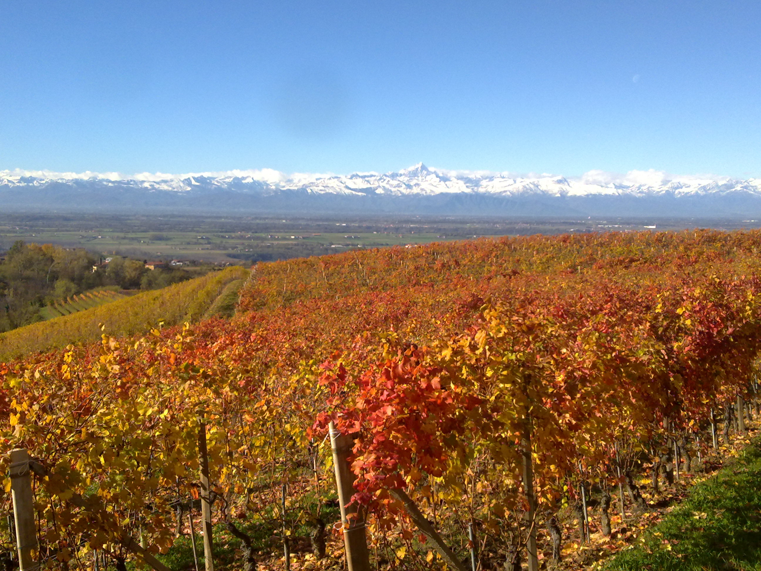 Dosio Vigneti - Winery in Piedmont | Winetourism.com