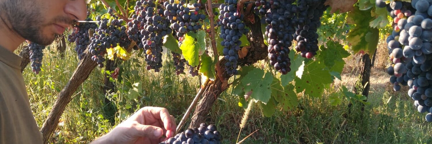 Cantina Giacomo Simone - Winery in Campania | Winetourism.com
