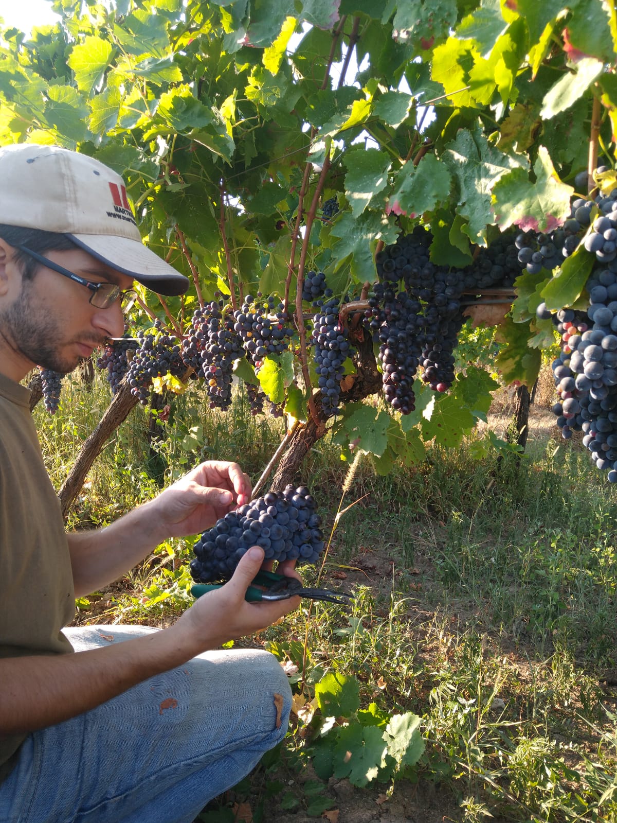 Cantina Giacomo Simone - Winery in Campania | Winetourism.com