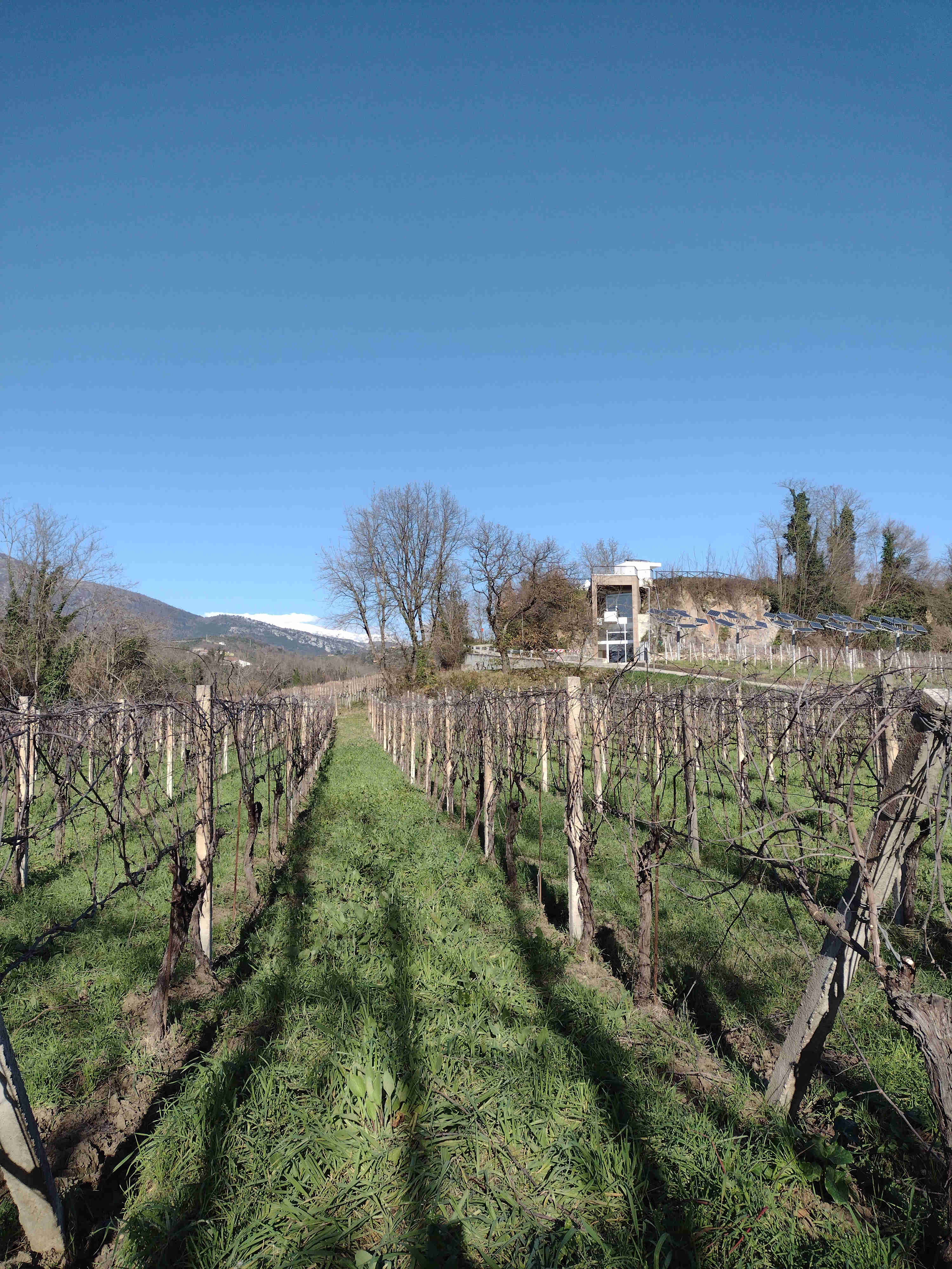Cantina Giacomo Simone - Winery in Campania | Winetourism.com
