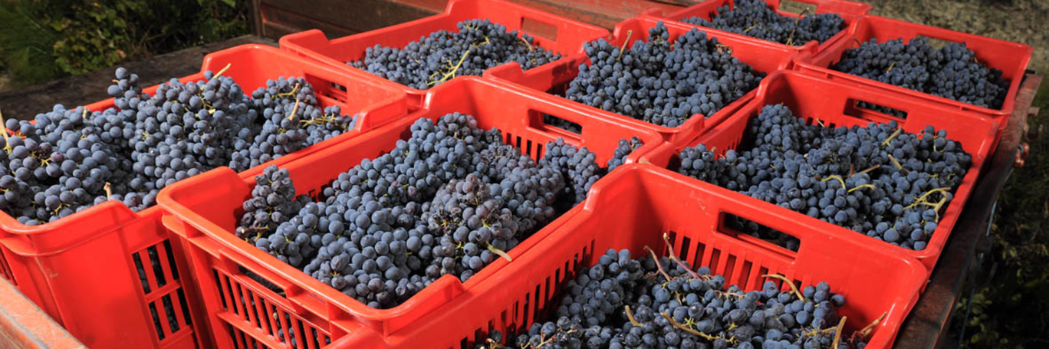 Dosio Vigneti - Winery in Piedmont | Winetourism.com