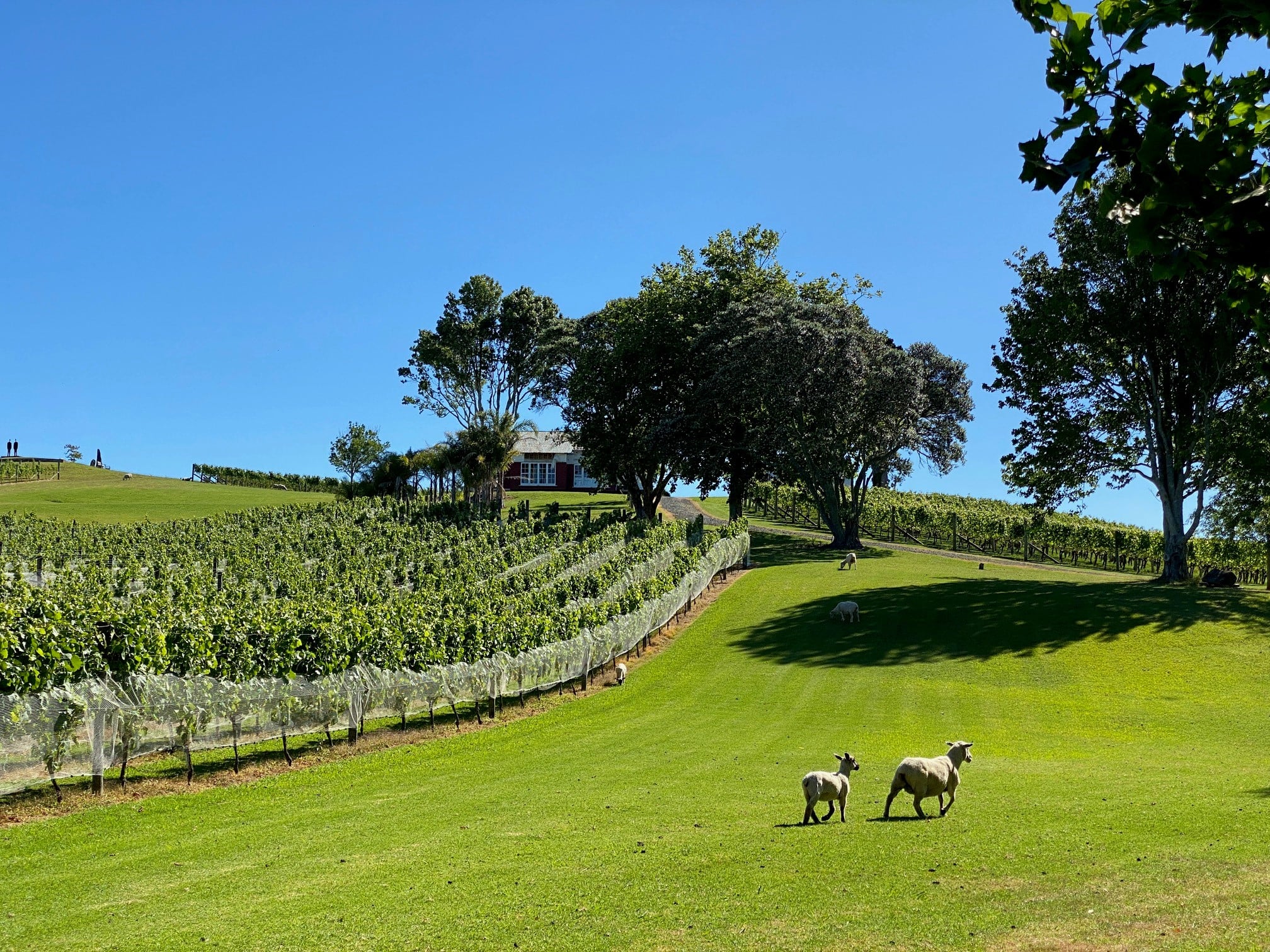 Sculptureum - Winery in Auckland | Winetourism.com