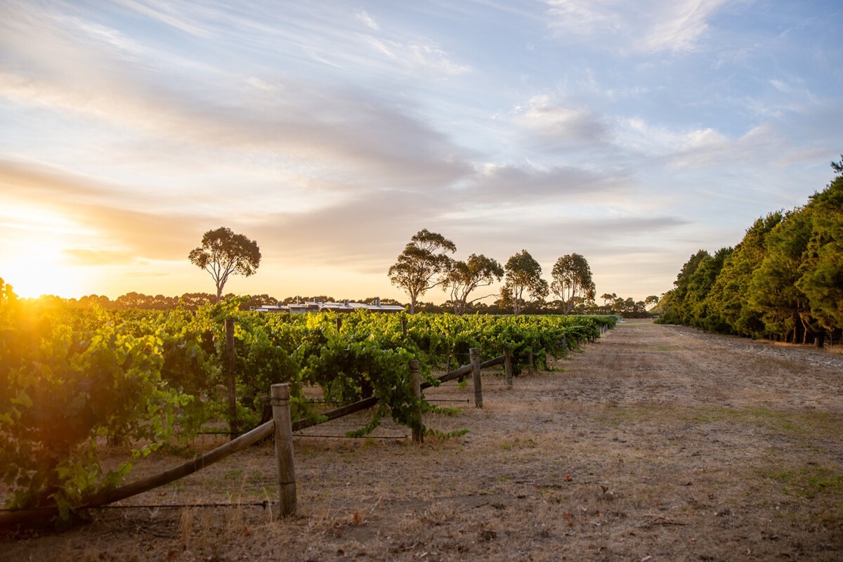 Wine Countries | The Ultimate Guide for Connoisseurs | WineTourism.com