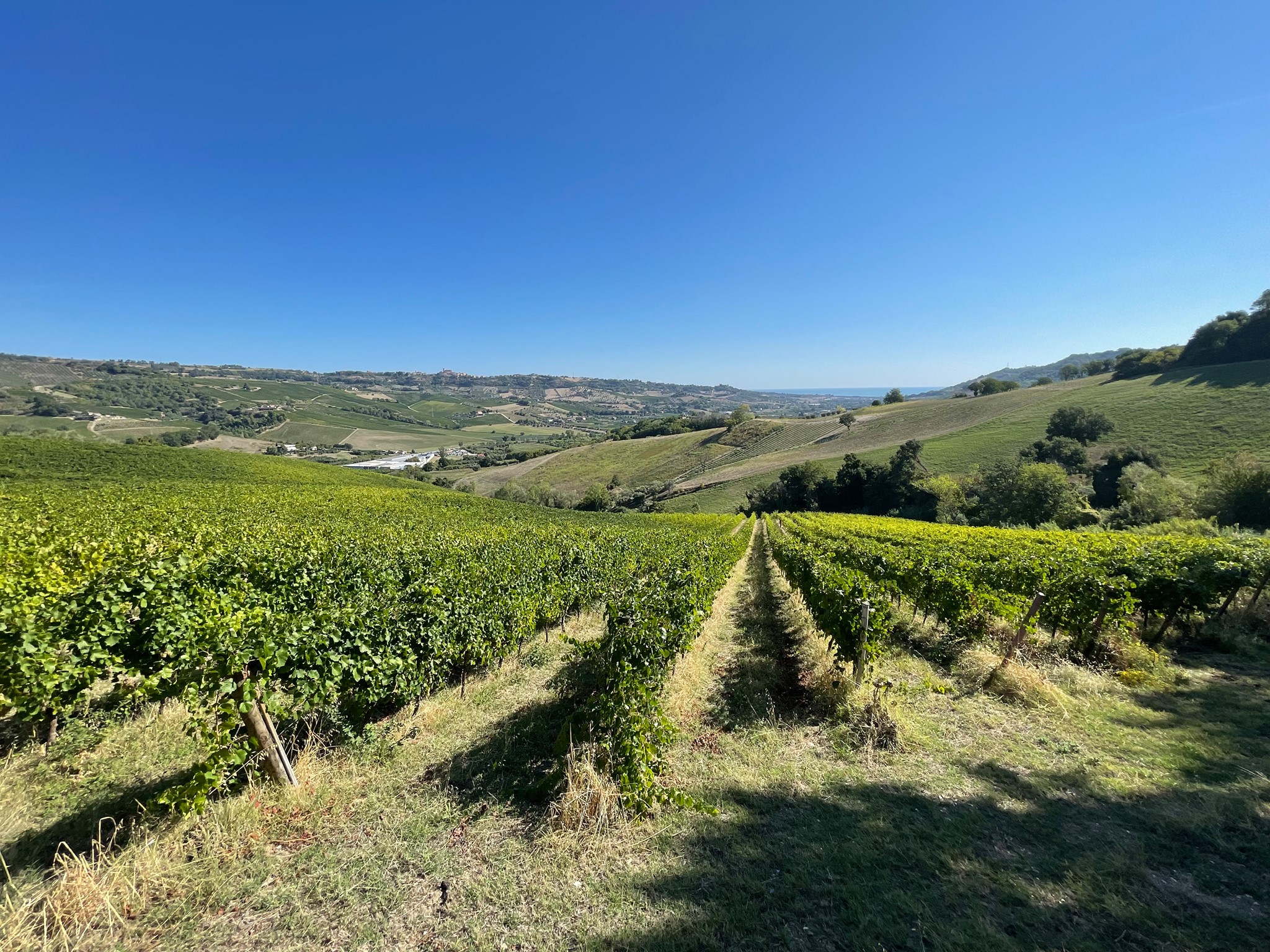 Cantina NUMA - Winery in Marche | Winetourism.com