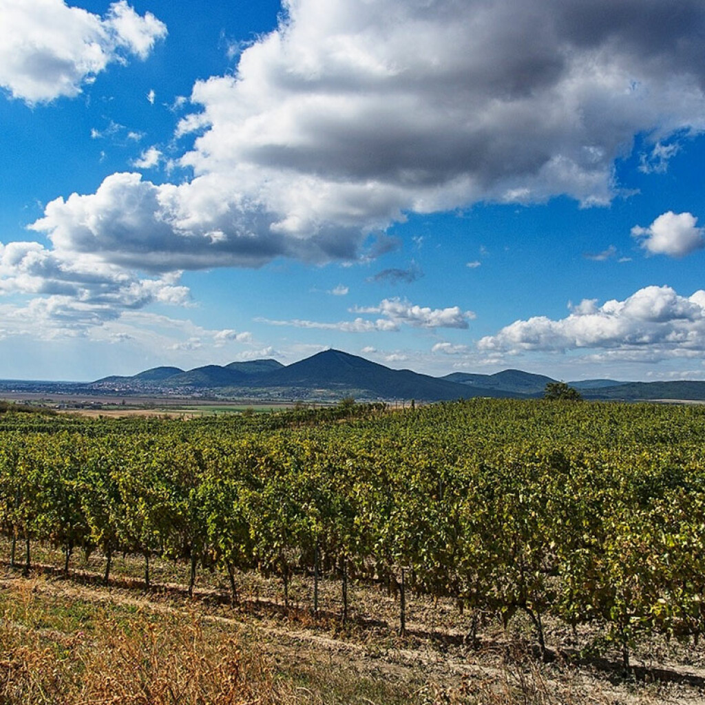 Wine tours in Tokaj wine region - Guided Wine Tour in Upper Hungary ...