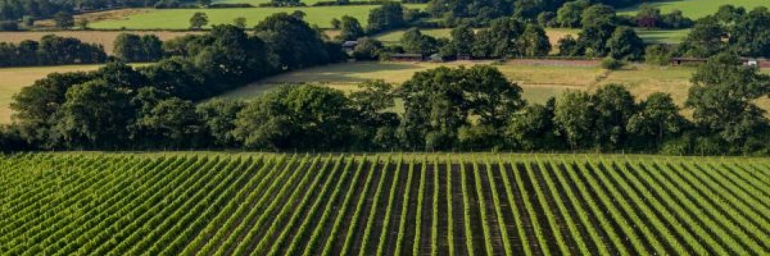 Ridgeview Wine Estate - Winery in Suffolk | Winetourism.com