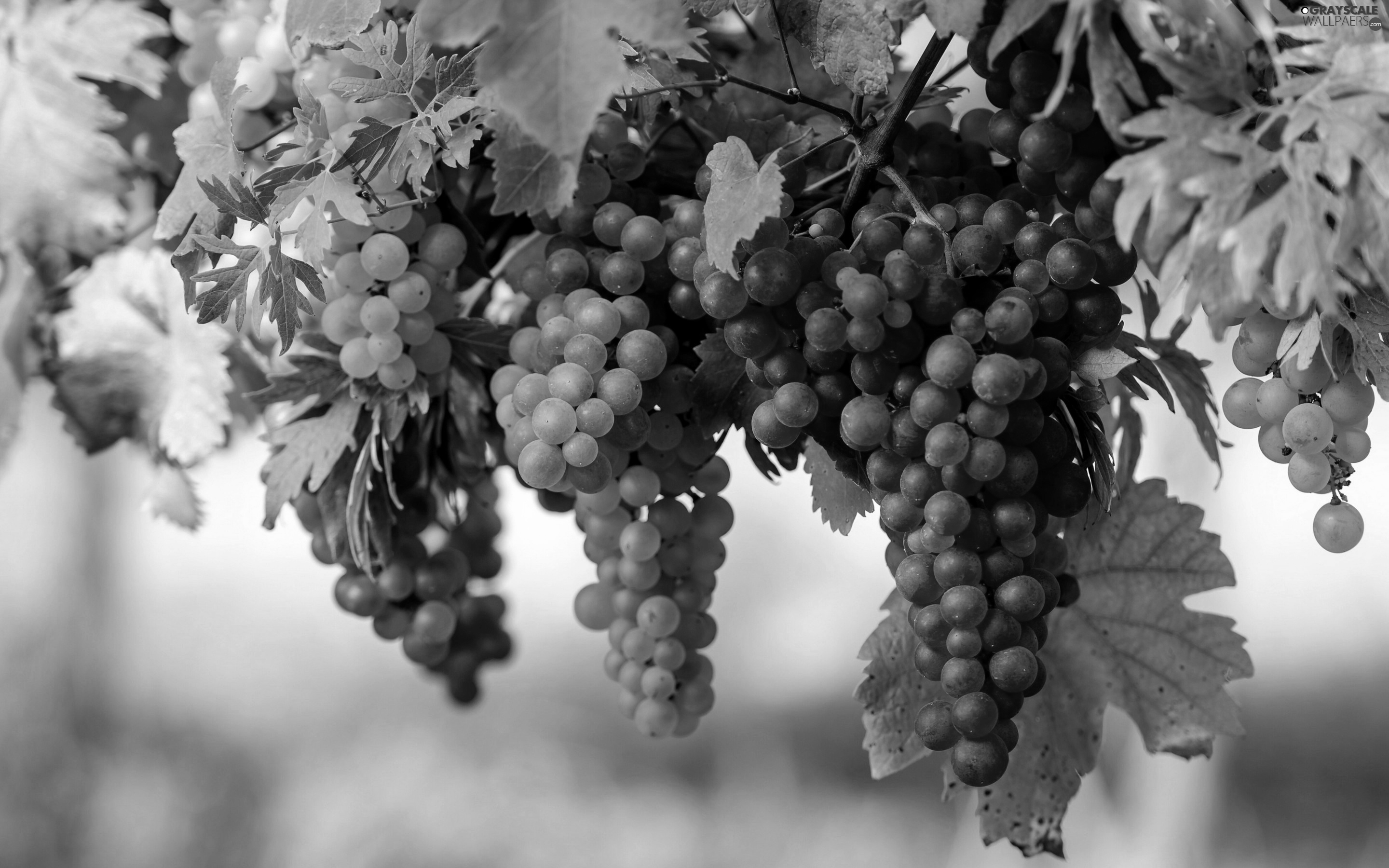Eger Wine Tasting Tour - Guided Wine Tour in Etyek-Buda | WineTourism.com