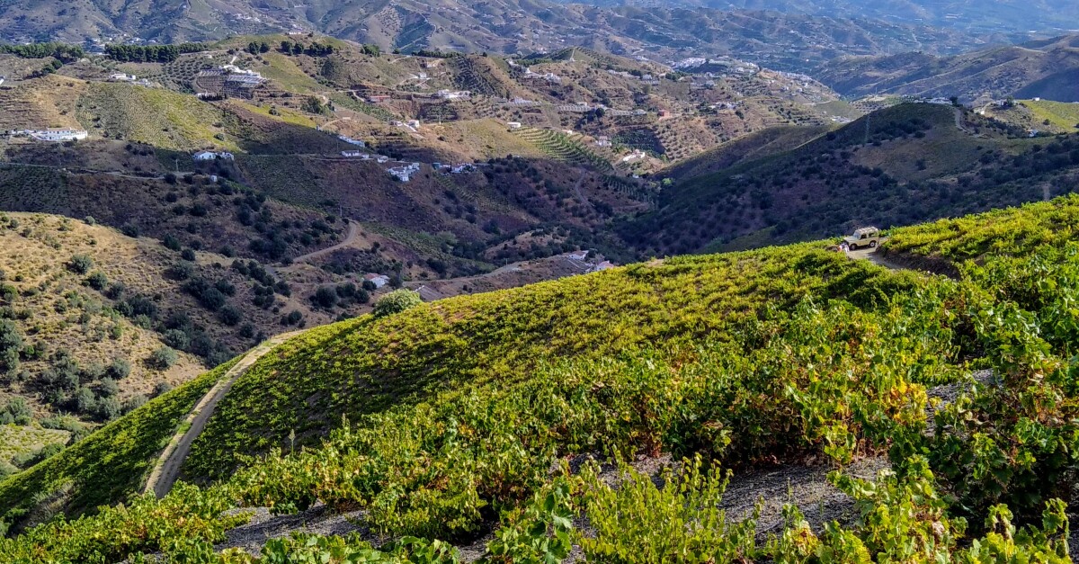 Vertical Vineyards - Guided Wine Tour in Andalusia | WineTourism.com