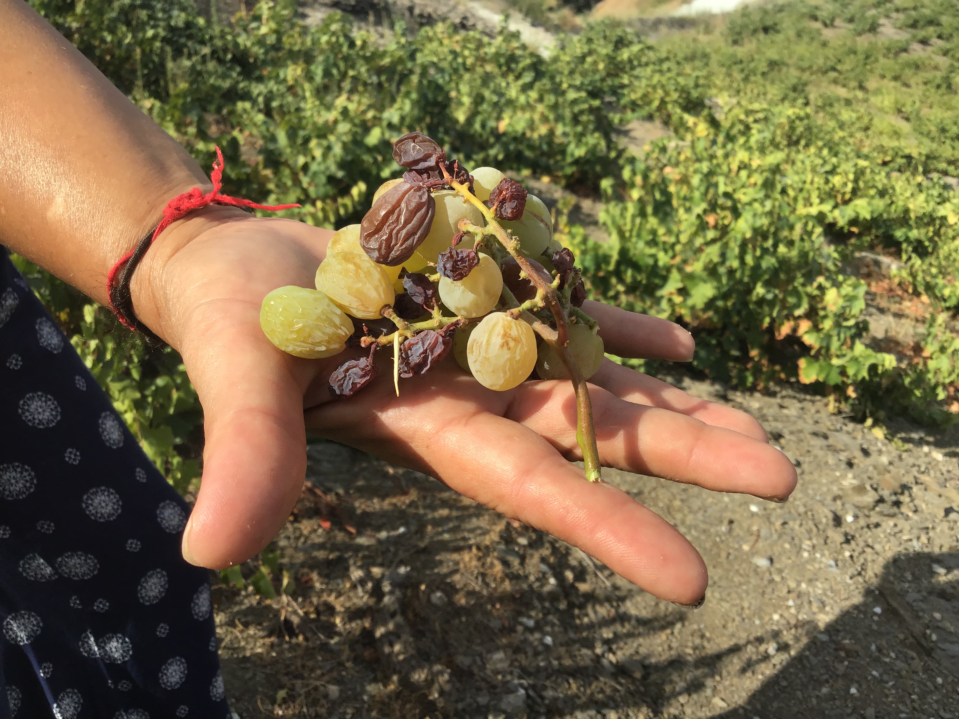 Vertical Vineyards - Guided Wine Tour in Andalusia | WineTourism.com