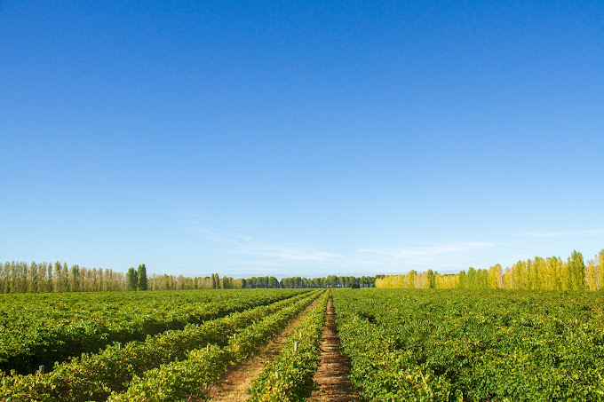 Rymill Coonawarra - Winery in South Australia | Winetourism.com