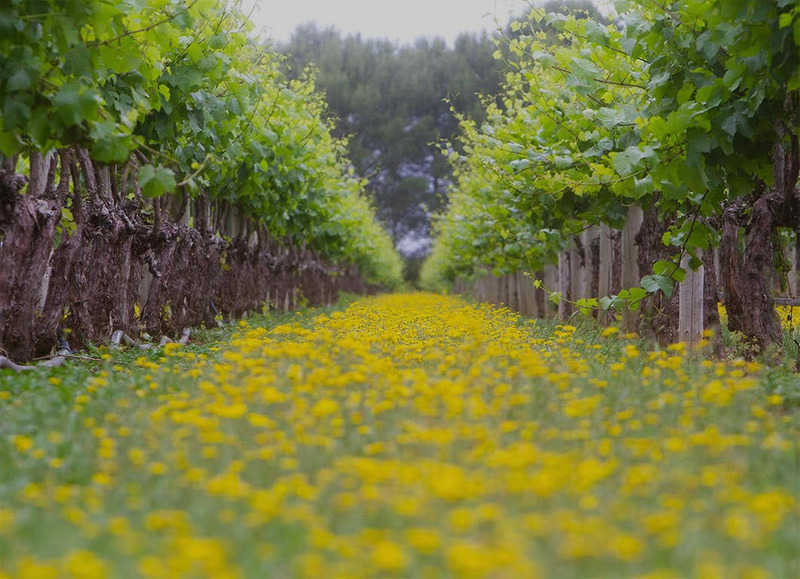 Rymill Coonawarra - Winery in South Australia | Winetourism.com