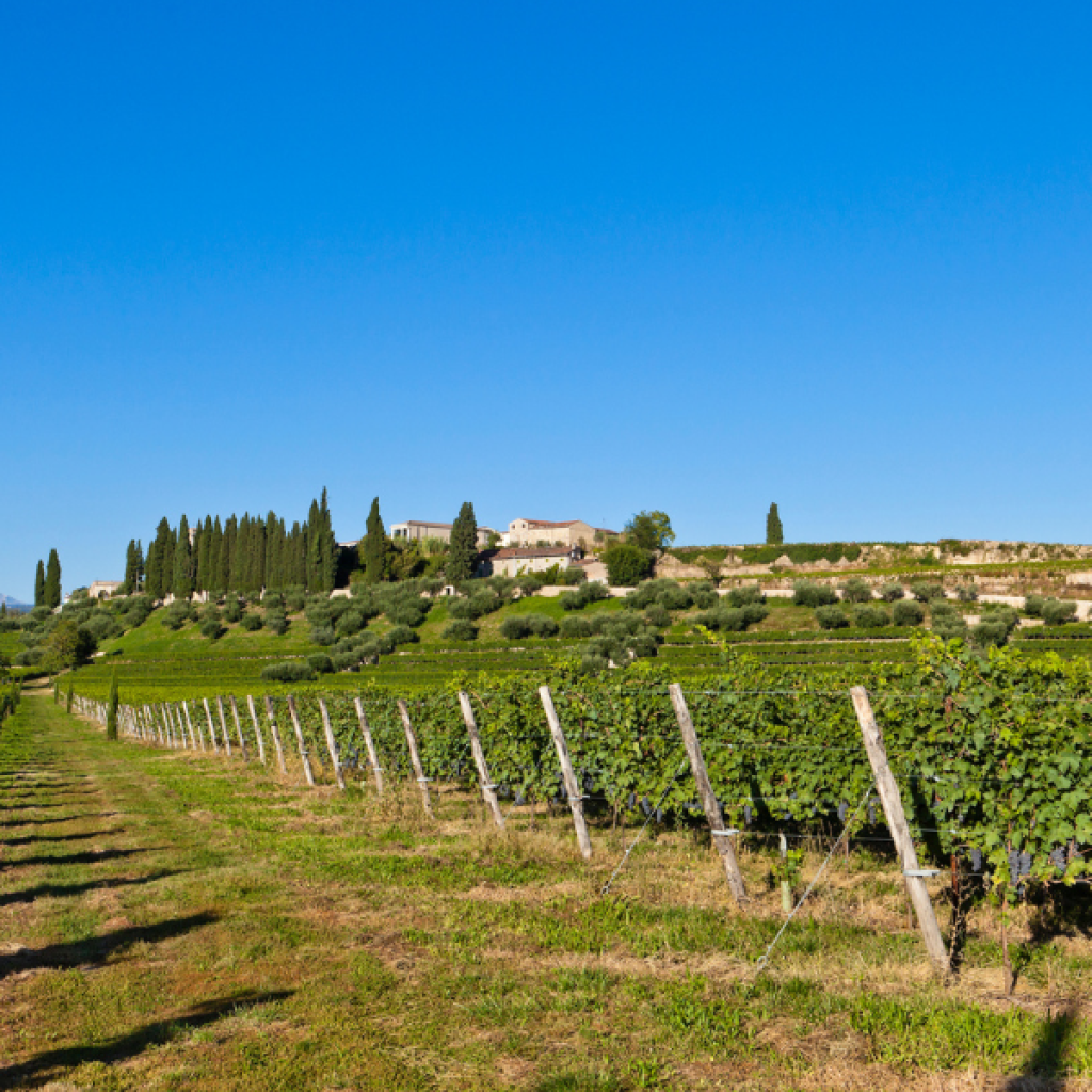 Valpolicella 2026 : L'Incroyable Région Viticole Italienne ...