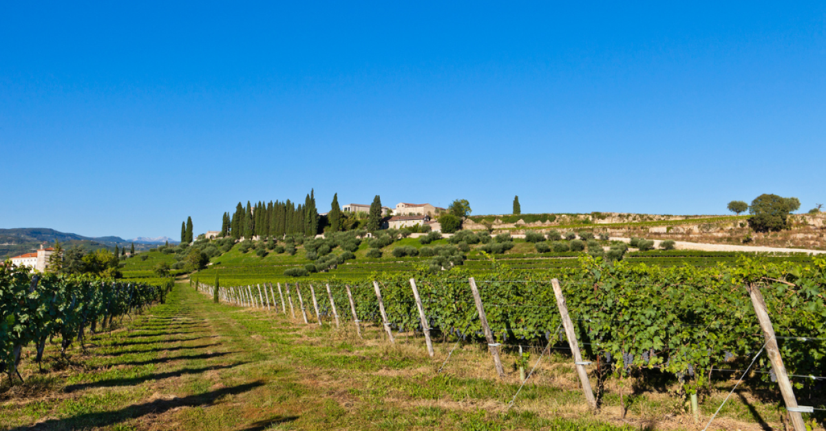 Valpolicella 2026 : L'Incroyable Région Viticole Italienne ...