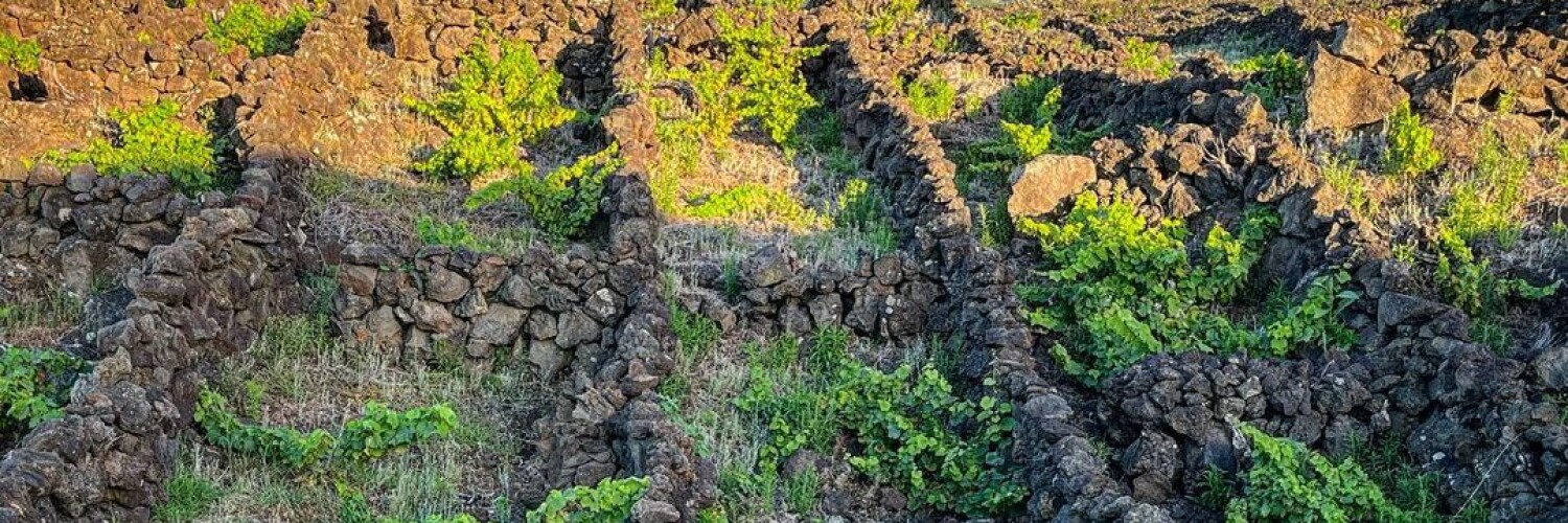 Azores Wine Company - Winery in Azores | Winetourism.com