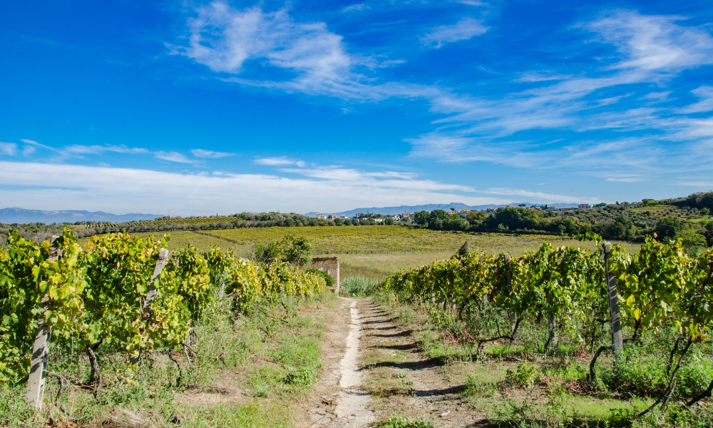 Your 2023 guide to Frascati in Lazio region | Winetourism.com