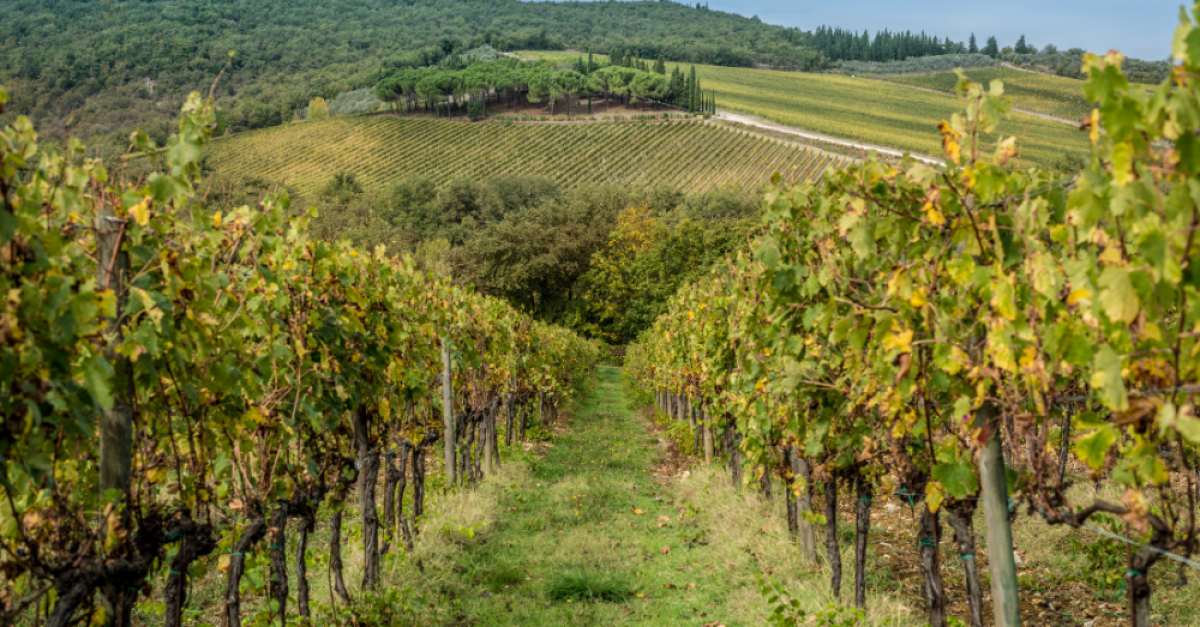 Gaillac Wines 2026 | French Wine Region Guide | WineTourism.com