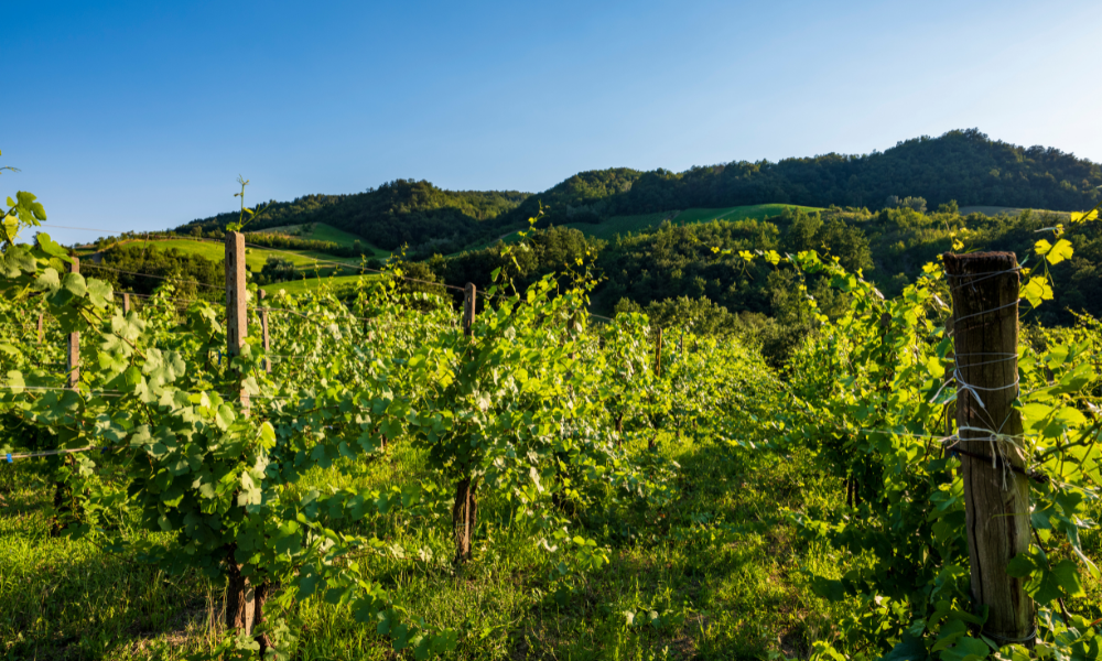 Oltrepò Pavese 2026: Weine & Weingüter | WineTourism.com