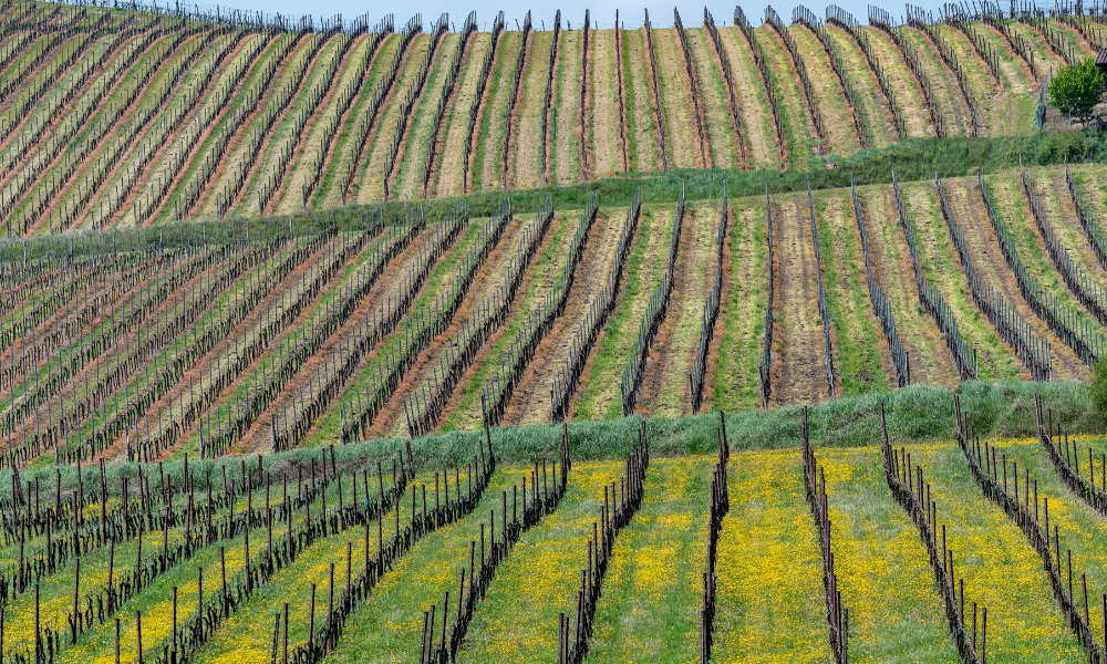 Oltrepò Pavese 2026: Vinhos e Vinícolas | WineTourism.com