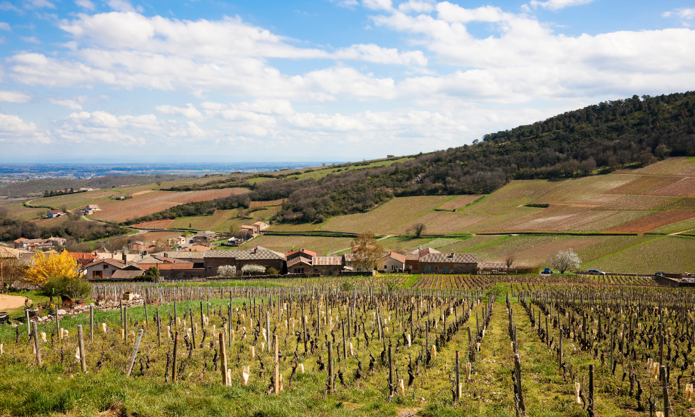 Pouilly-Fumé Wines & Terroir Guide 2026 | WineTourism.com