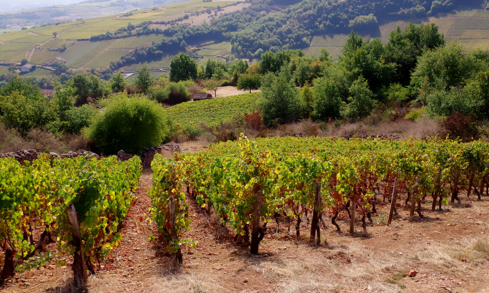 Interesting Facts about Pouilly-Fumé in Loire Valley region ...