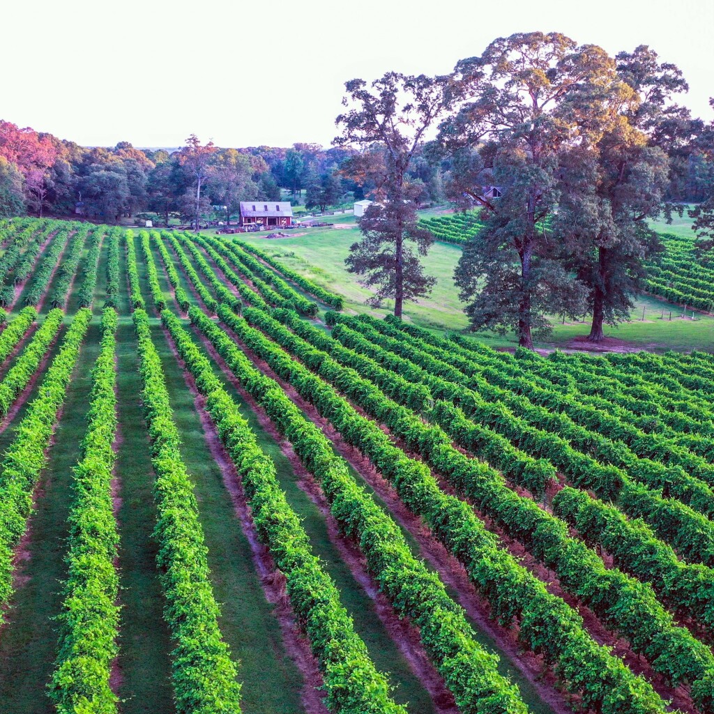 Landry Vineyards - Winery in Louisiana | Winetourism.com