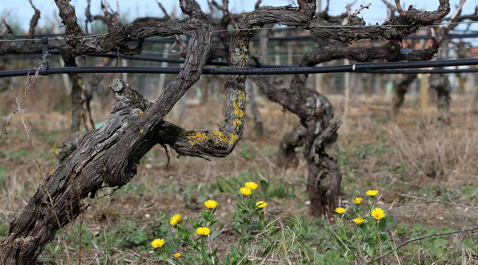 ASL Tomé - Wine tour and tasting at ASL Tomé in Douro| Winetourism.com