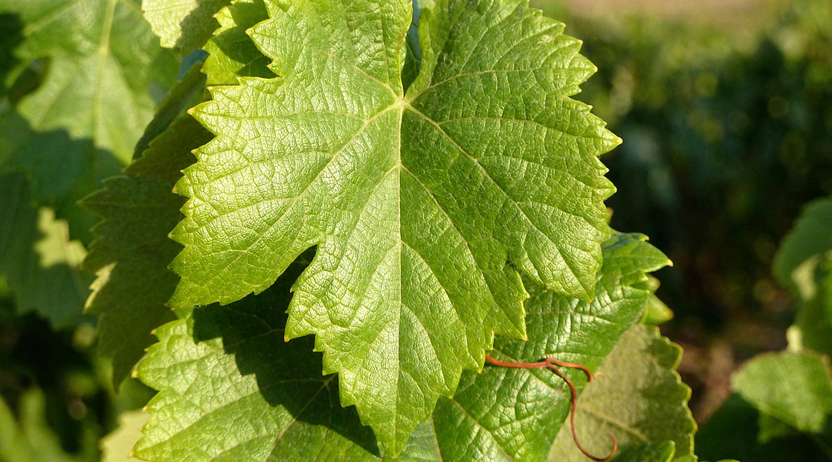 ASL Tomé - Wine tour and tasting at ASL Tomé in Douro| Winetourism.com