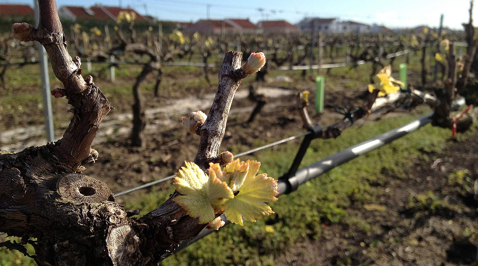 ASL Tomé - Wine tour and tasting at ASL Tomé in Douro| Winetourism.com