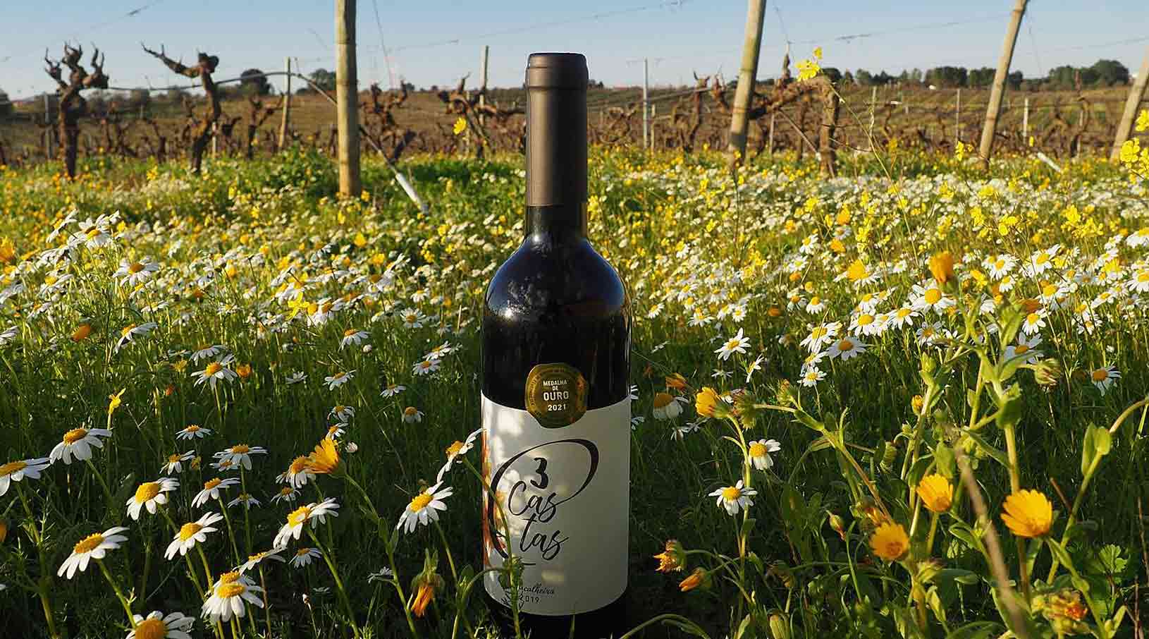 ASL Tomé - Wine tour and tasting at ASL Tomé in Douro| Winetourism.com