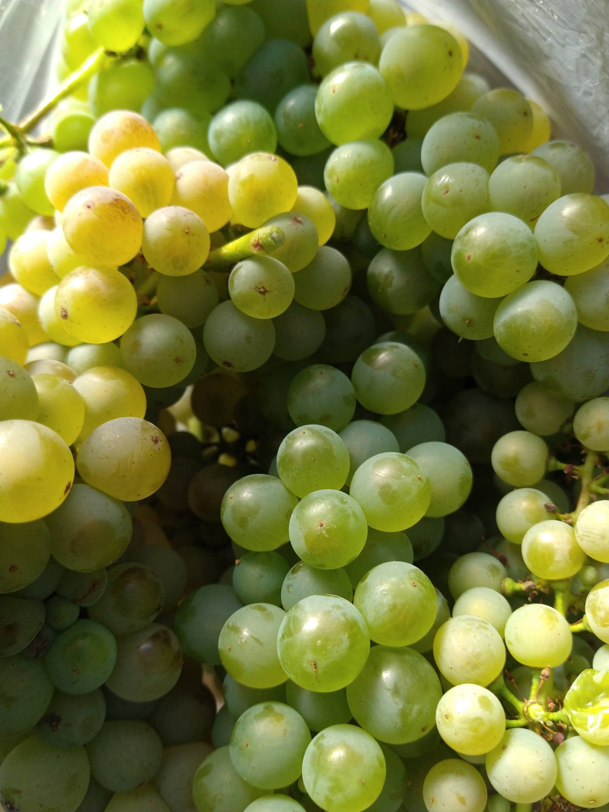 Attilio & Mochi - Winery in Casablanca | Winetourism.com