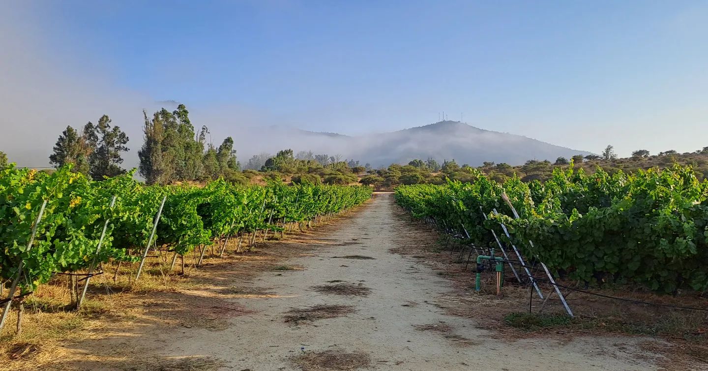 Attilio & Mochi - Winery in Casablanca | Winetourism.com