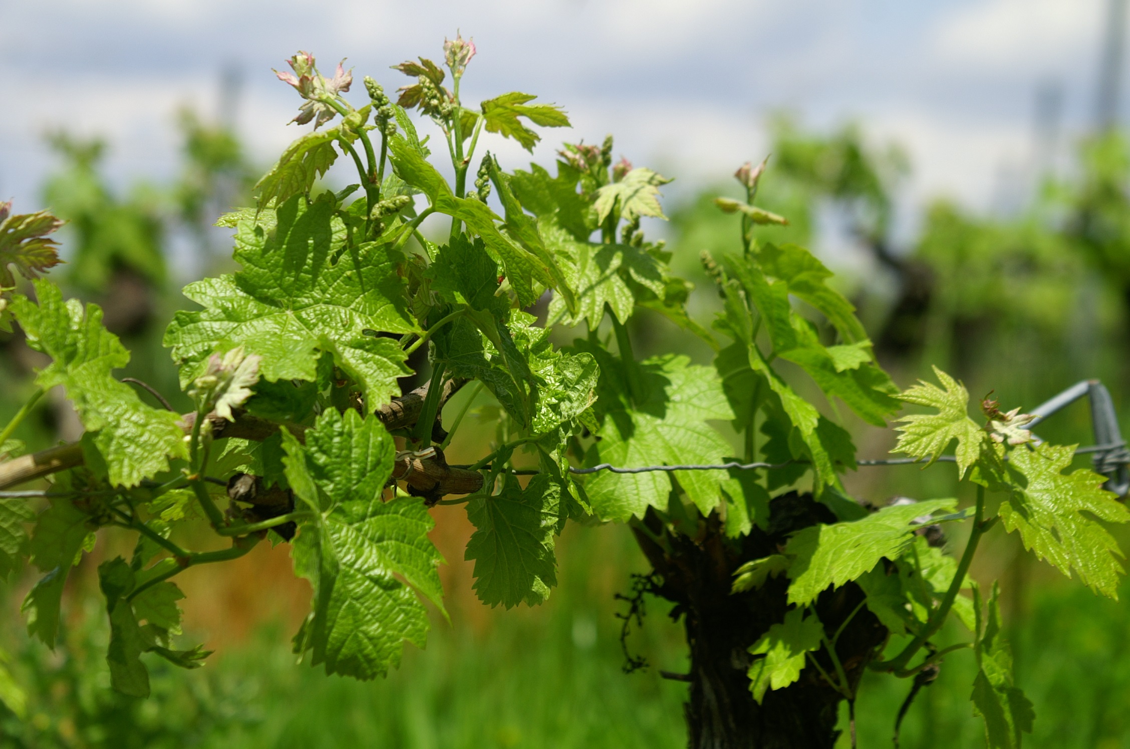 Château Le Sèpe - Guided Wine Tasting & Tour | Winetourism.com